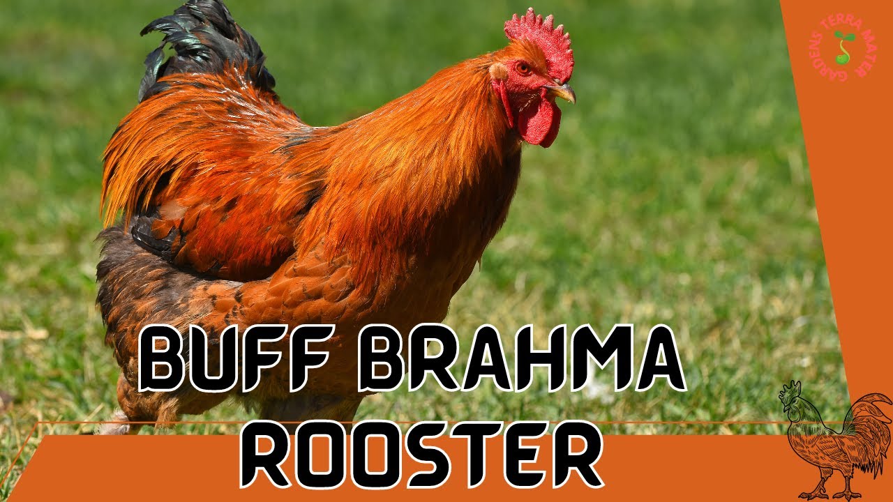 BUFF BRAHMA ROOSTER Information & Raising Tips!