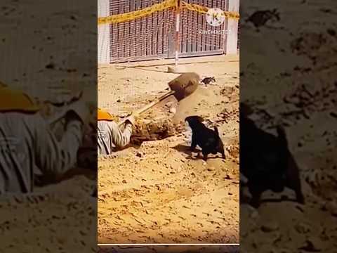 Little dog doing great teamwork #dog #dogs #shorts #teamwork #motivation #youtubeshorts #memes #yt