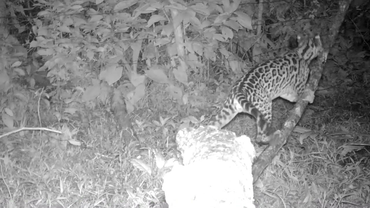 Wild Ocelot vs Possum Hunt Caught on Trail Camera in Costa Rica