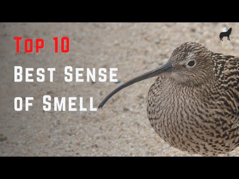 Top 10 Animals With the Best Sense of Smell