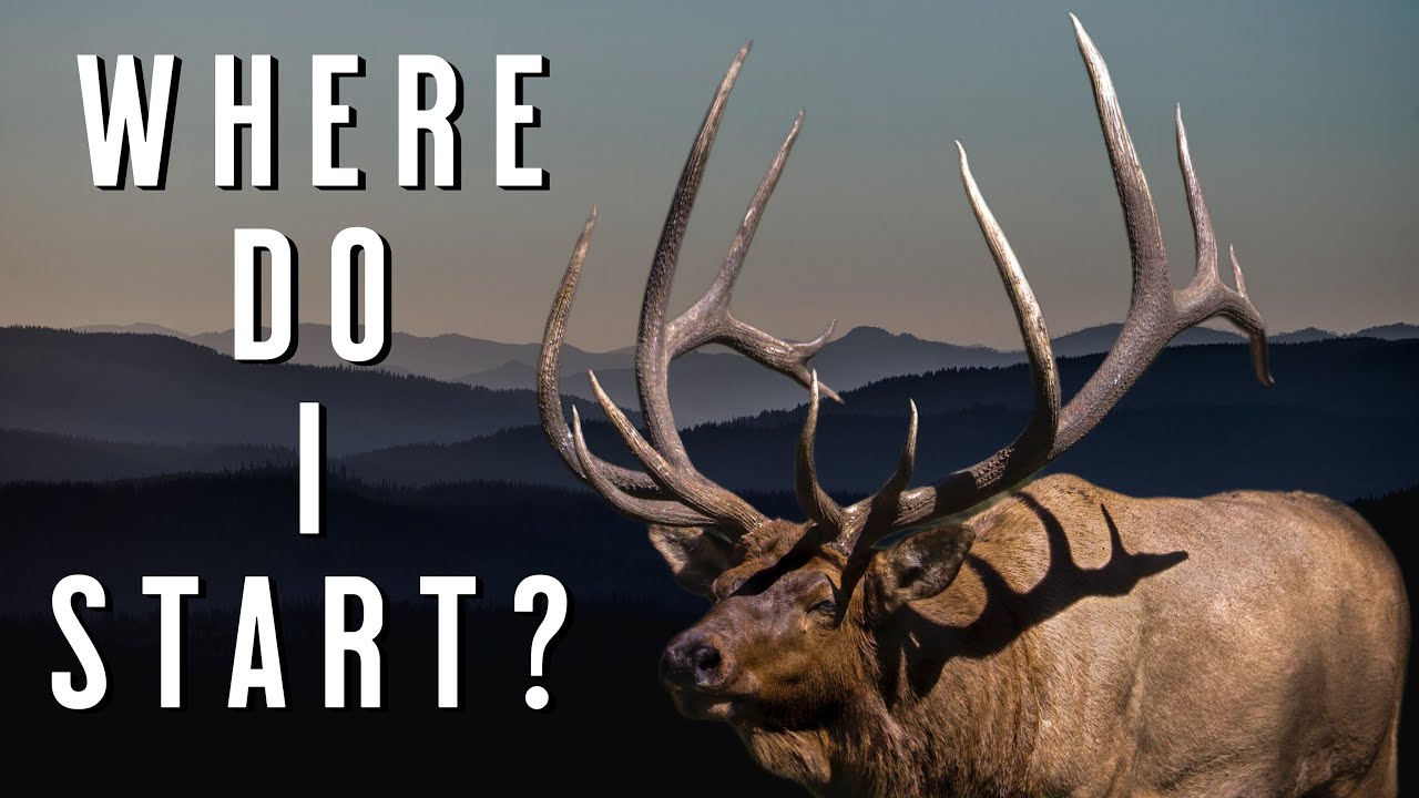 Elk Hunting - Where to Start? A Beginner’s Complete Guide