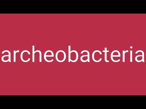 Archeobacteria Definition & Meaning