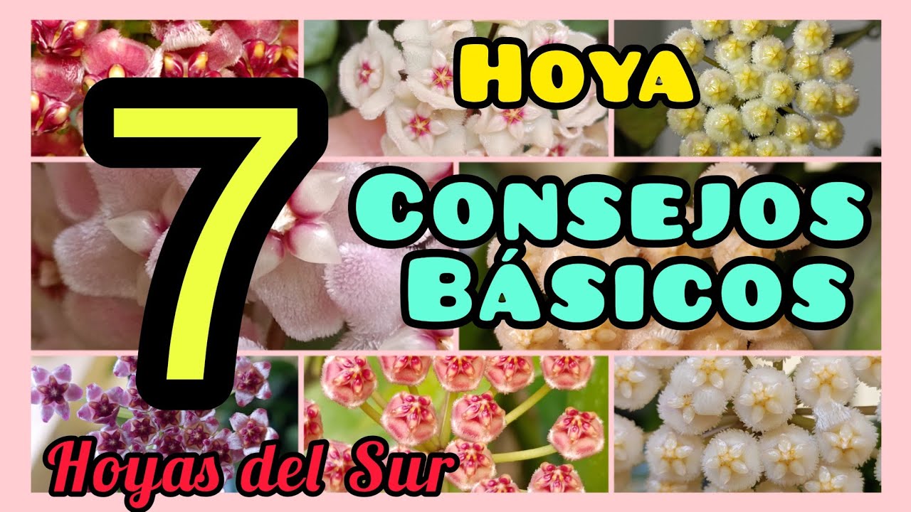 HOYA: 7 Basic Tips. Wax Flower, Porcelain, Mother-of-Pearl. 7 basic tips for Hoya care.
