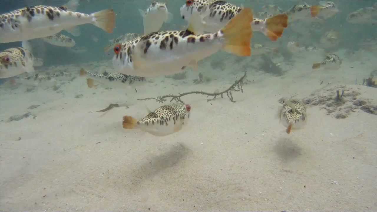 Smooth Toadfish (Tetractenos glaber)