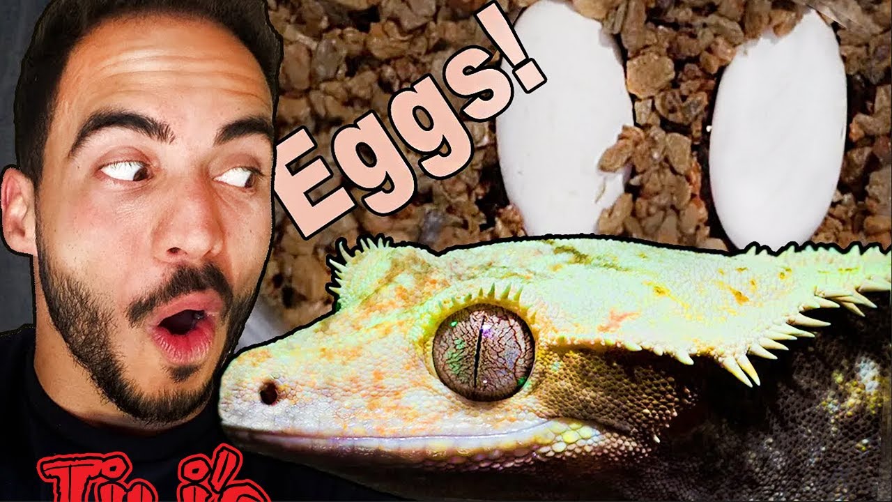 Breeding Crested Geckos, Everything you NEED to KNOW!