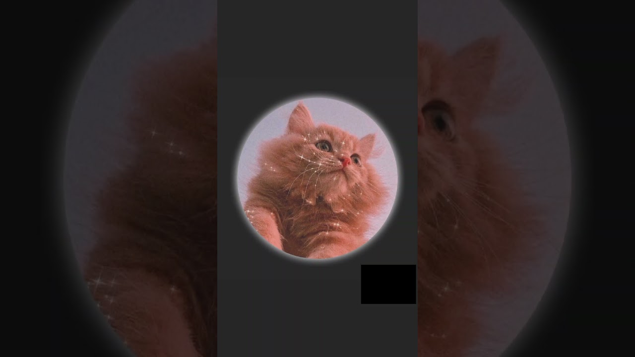 silly cats drawing videos silly cats wallpaper funny cat faces#shorts #shortsvideo