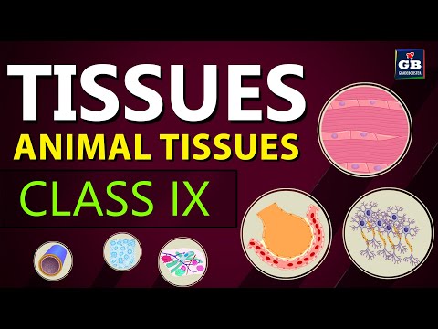 Animal Tissues Video Lecture - Science Class 9