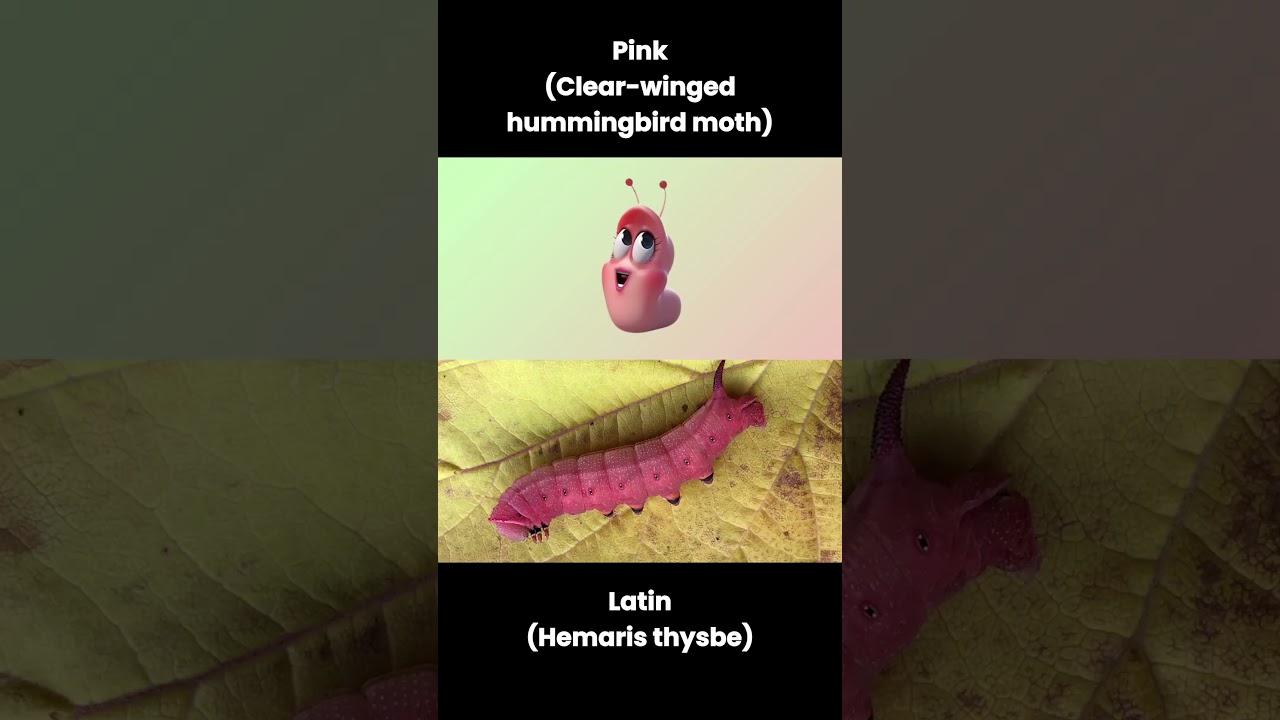 You Must Know! Larva Character in Real Life (Part 1)