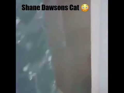 Shane dawson's cat meme #shorts
