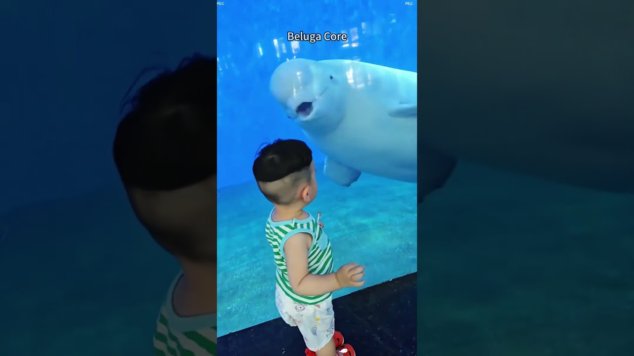 Beluga Core #funnyvideo #beluga