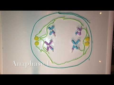 Meiosis Stop Motion – Me, Myself, & AP Bio