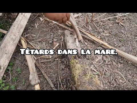 La mare aux têtards