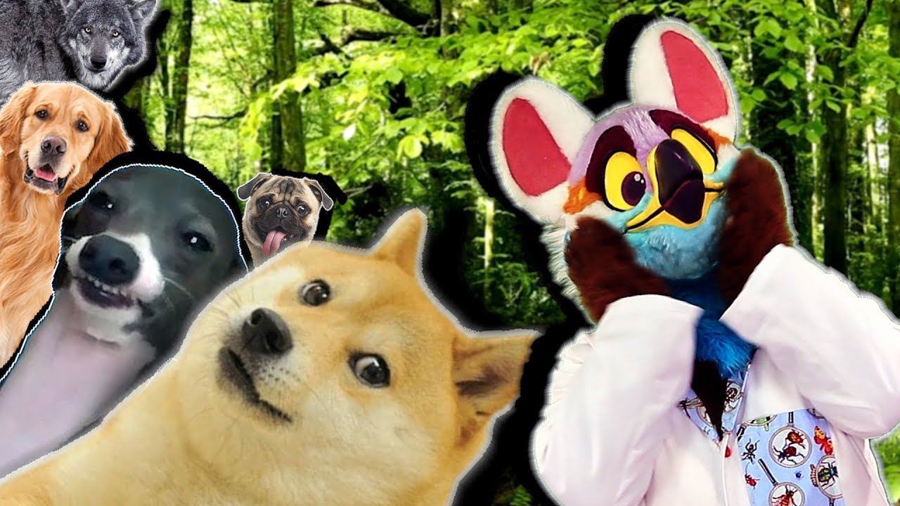 Diversity of Life Episode 23: Artificial Selection!