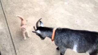 39 Incredibly Important Goats