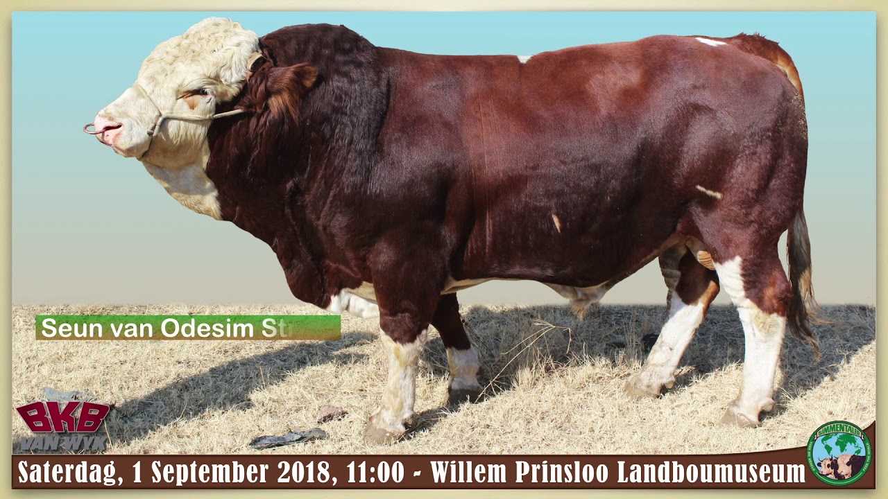 Gauteng Noord Simmentaler veiling