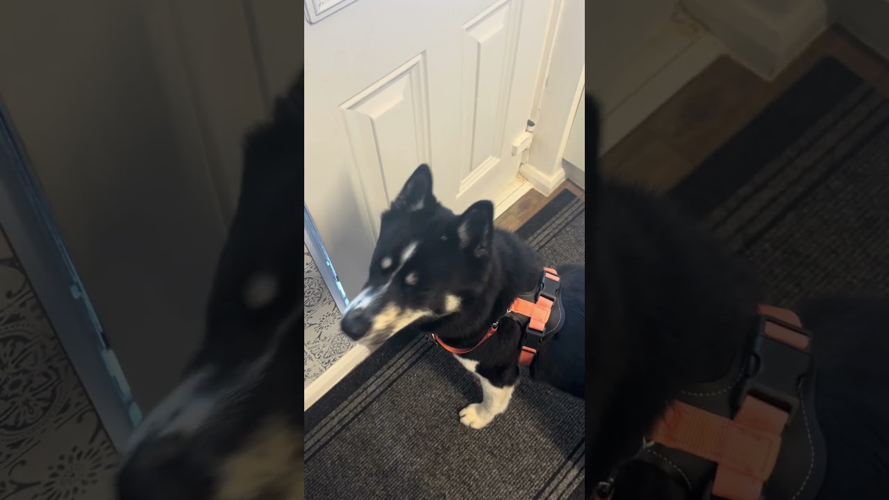 How wispy opens the door😂