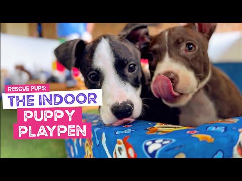 A Little More of the NEW Indoor Puppy Playground on a Rainy Day