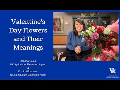 Valentine's Day Flowers and Their Meanings