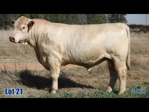 Lot 21 Polldale Speckle POLS3