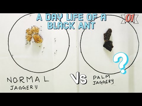 Normal jaggery Vs palm jaggery||A Day life of a Black Ant ||Dark side experiments||01