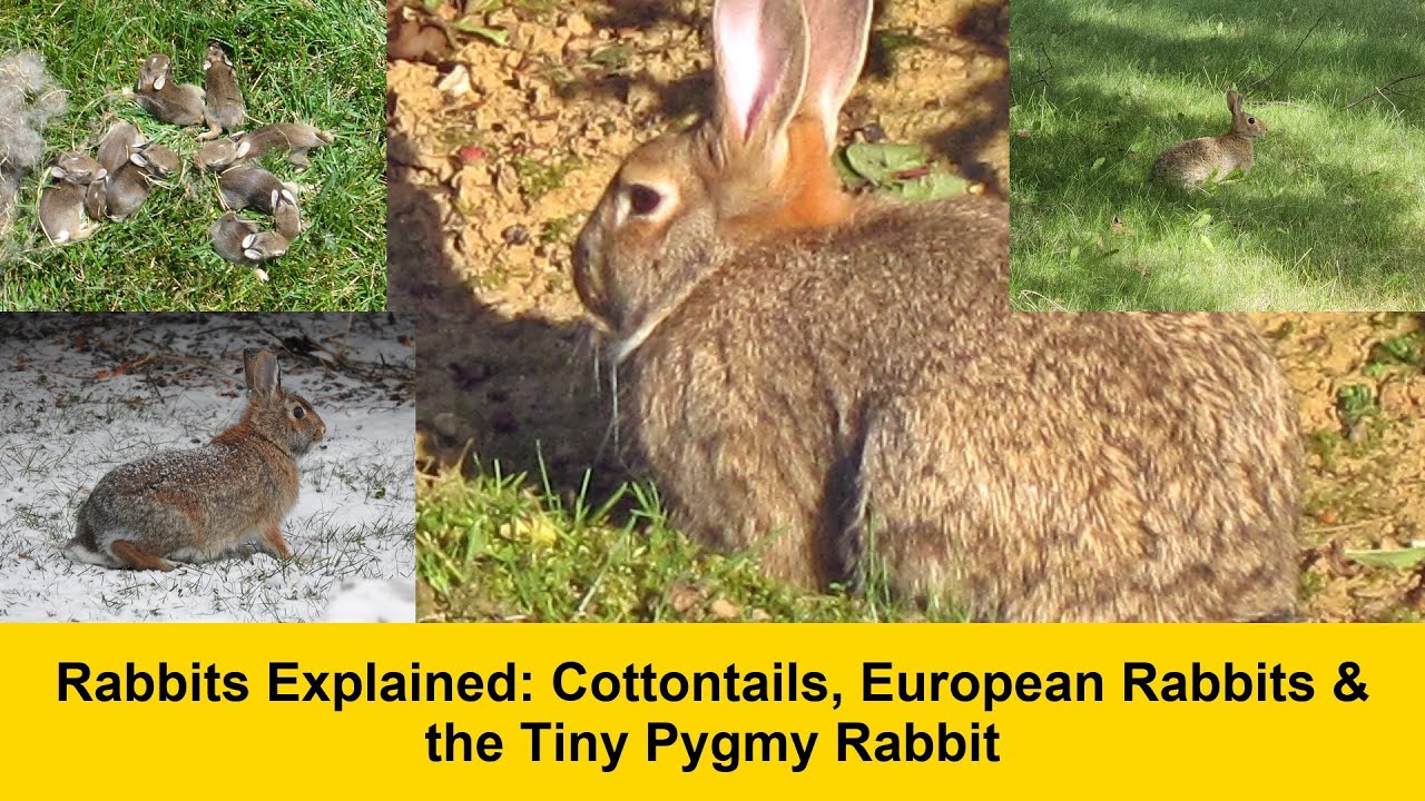 Rabbits Explained: Cottontails, European Rabbits & the Tiny Pygmy Rabbit