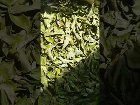 Homemade Curry leaves powder and Benefits