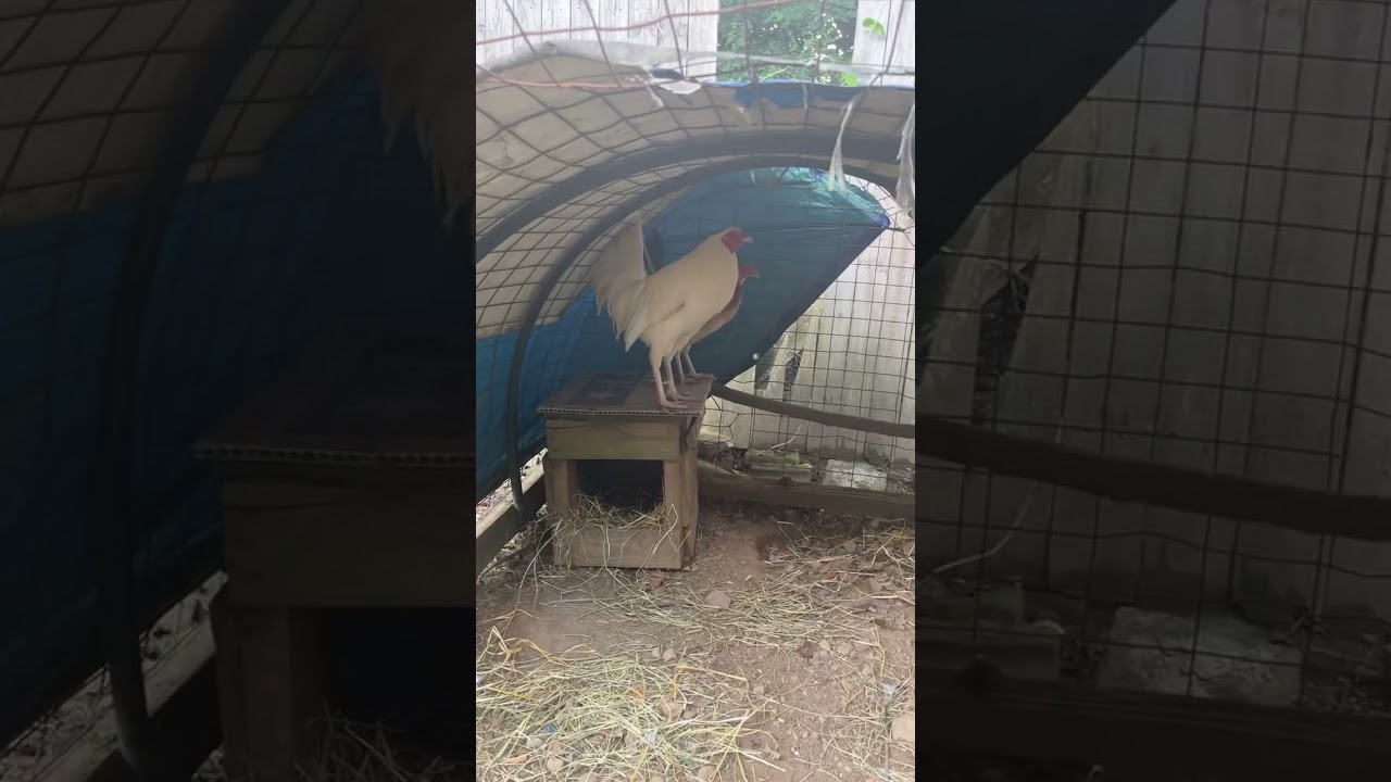 White clarets x kelsos on the way! #game #gallos #chicken #exclusive #gamefowl #subscribe #like