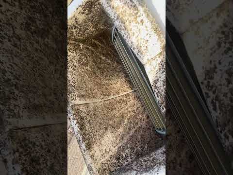 What do I do if My HVAC System has Mold? (read description)