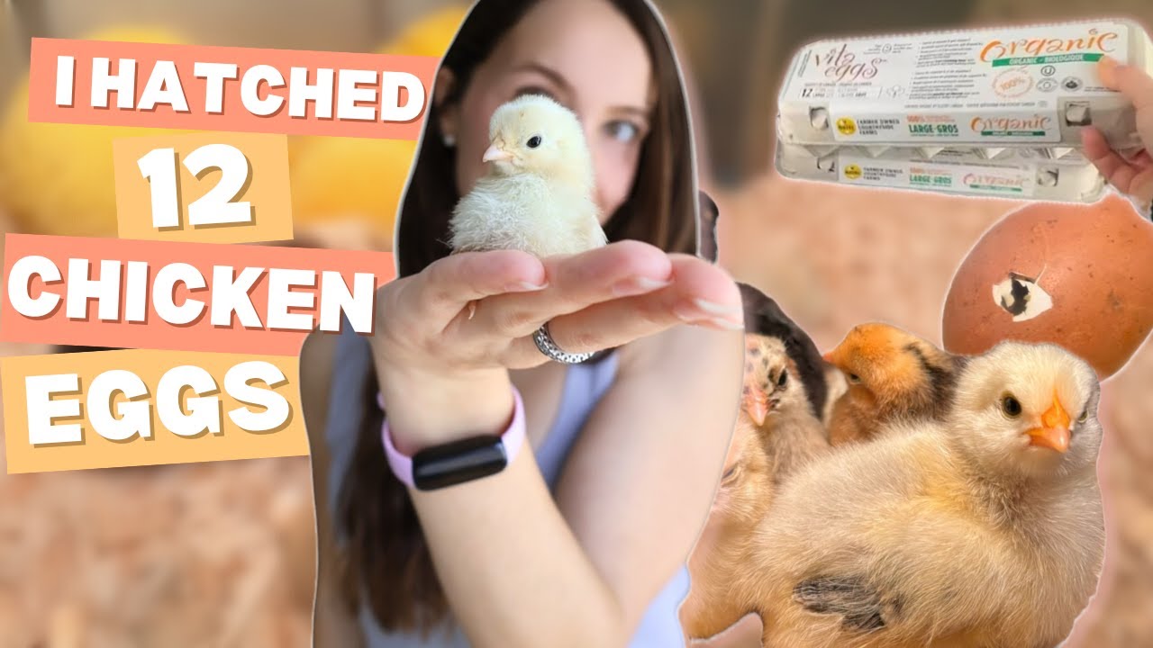 I Hatched 12 Chickens...From Grocery Store Eggs?