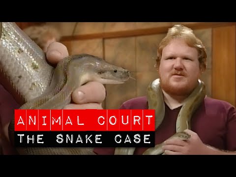 The Snake Case | Animal Court