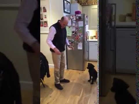 Alfie Video