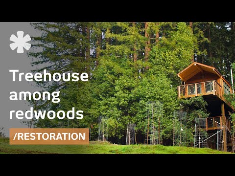 Airline exec builds observation tower treehouse as tiny home ...