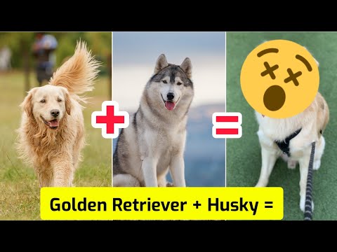 Husky ❤️ GoldenRetriever Mix✨ Breed😱🐶 | #shorts #dogs #Cutedogs #puppies