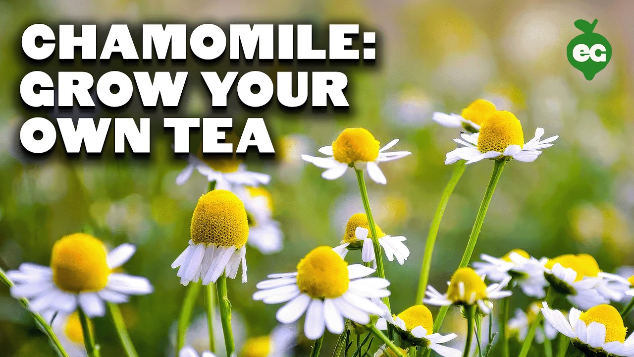 How to Grow Chamomile From Seed (And Make Your Own Tea)