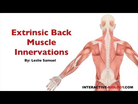 094 Innervations Of The Extrinsic Back/Shoulder Muscles