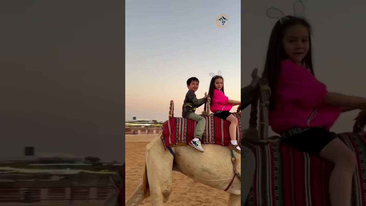 Wow! Camel Ride #camel #camelride #camelriding #camels #uae