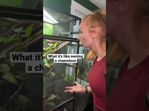 What it’s like owning a chameleon