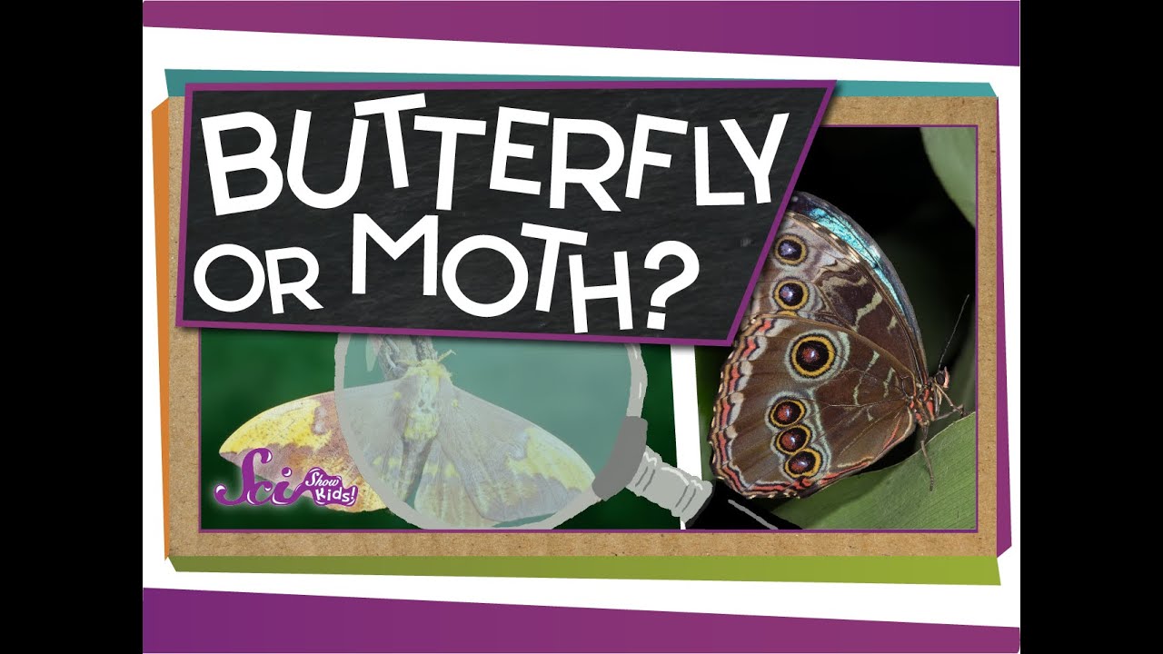 Butterfly or Moth?