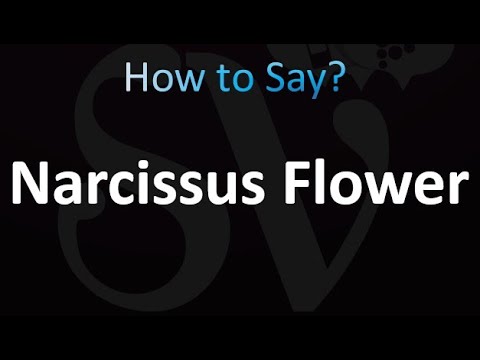 How to Pronounce Narcissus Flower