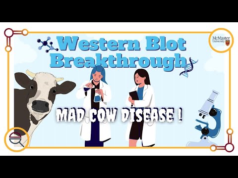 Western Blot Breakthrough