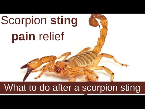 Scorpion sting pain relief | What to do after a scorpion sting