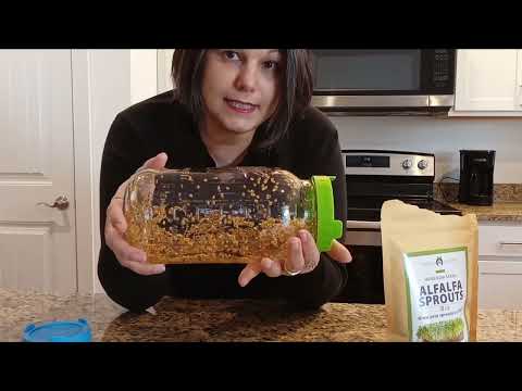 Grow Your Own Greens: Alfalfa Sprouting Seeds Video Demo