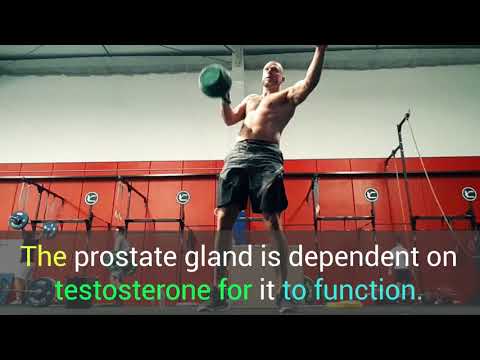 What Is The Prostate Gland? - How Prostate works