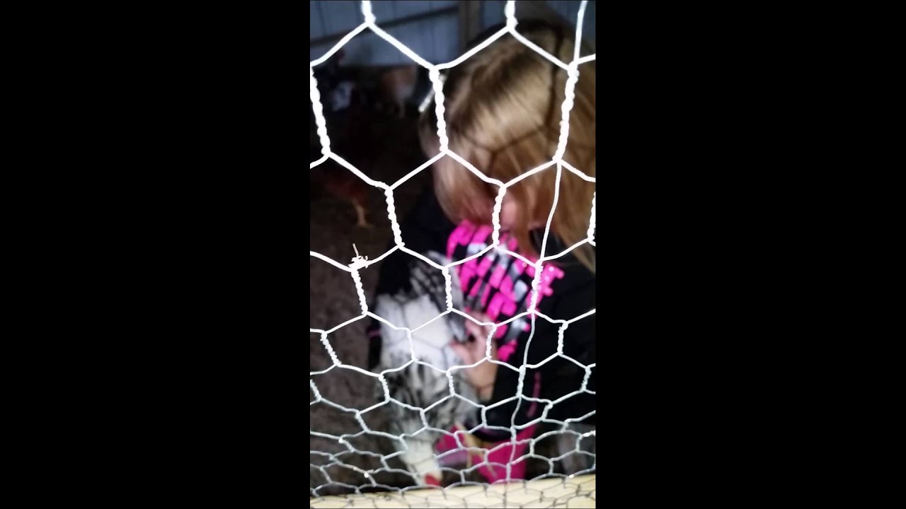 Does chickens have wear glasses?