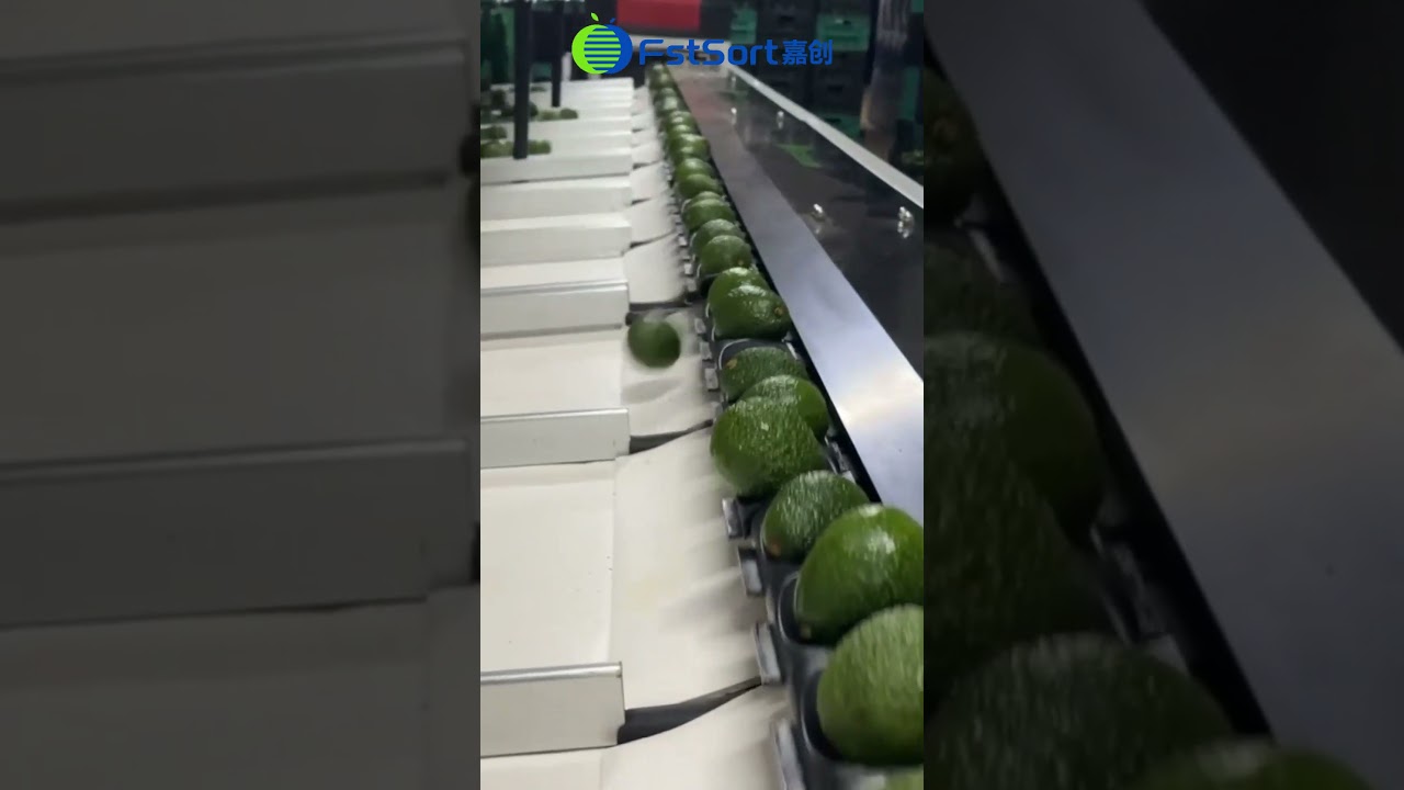 Grading equipment for fruits,machine sorting fruit,avocado processing machine,avocado sorter packer