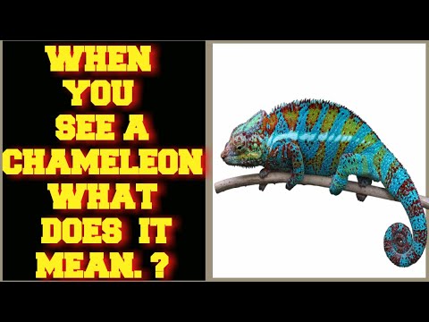 WHEN YOU SEE A CHAMELEON REPTILE WHAT DOES IT MEAN ?