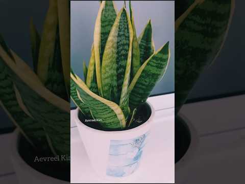Snake plant | Dracaena trifasciata