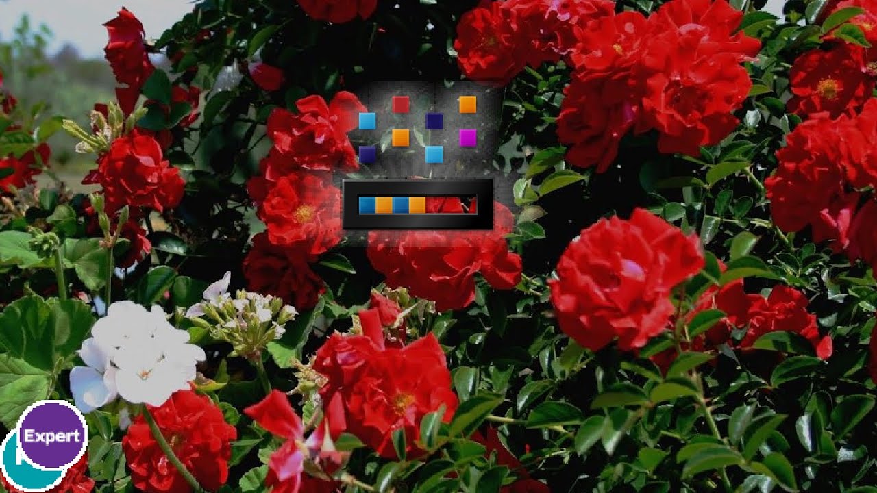 Progressbar 98 Expert (Rose Theme)