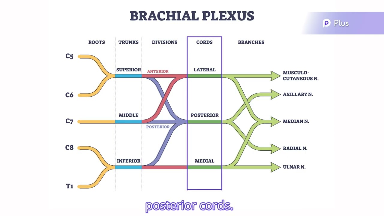 Brachial Plexus Anatomy