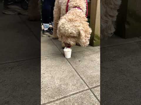 Jango gets a treat #funny #comedy #humor #memes #dog #puppy